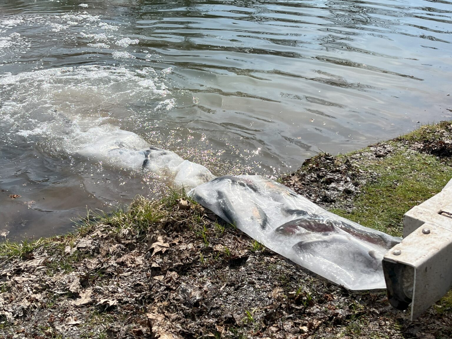 Stocked Pond Opens April 26 – Maitland Valley Conservation Authority